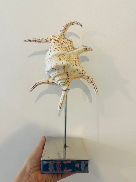 Shell stand – Iridescent Sea